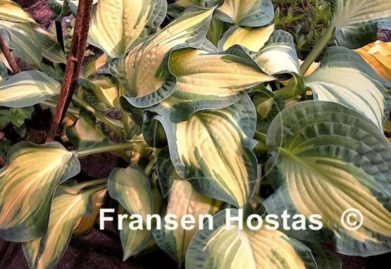 Hosta Happy Dayz - Fransen Hostas